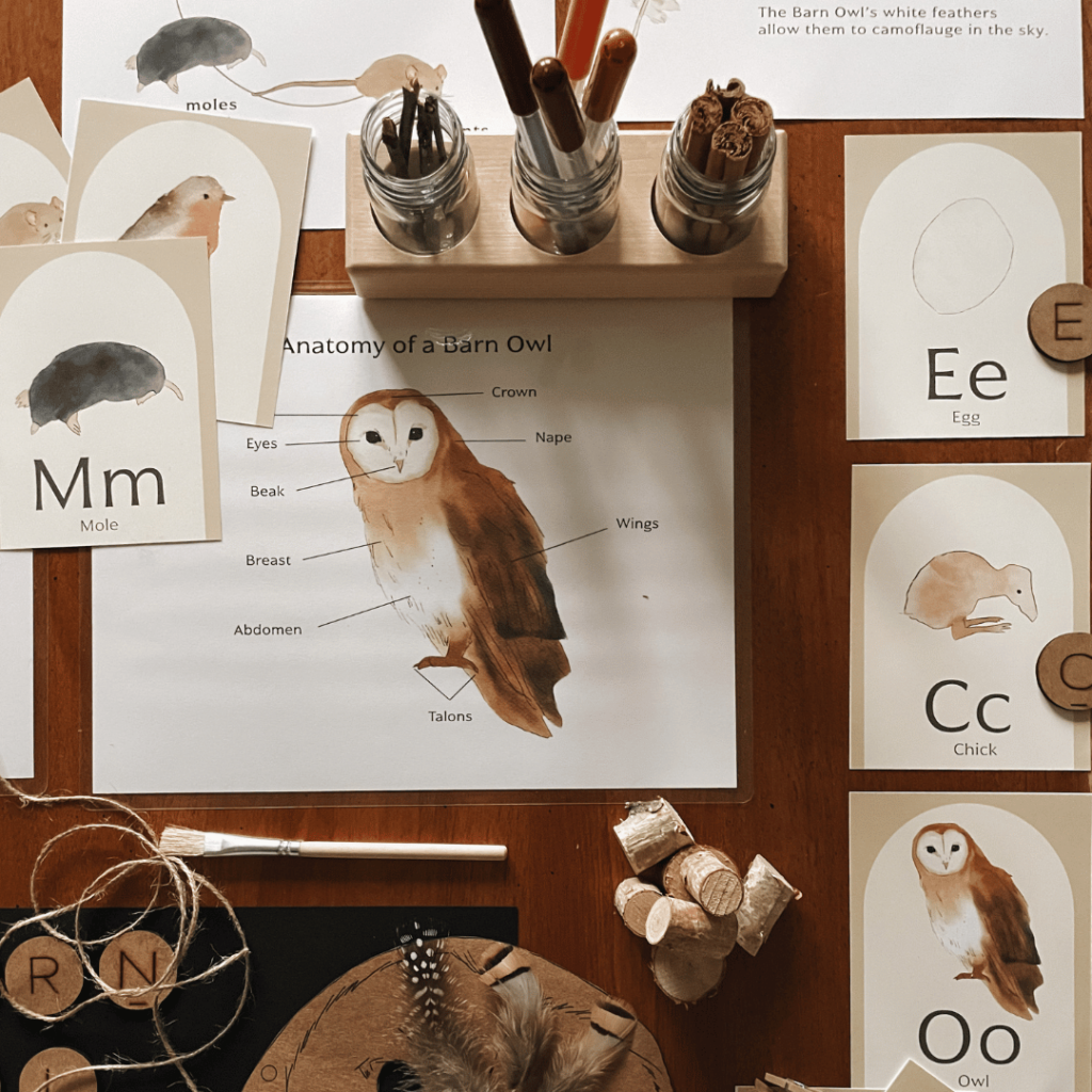 Barn Owl Nature Study – Acorn to Oak