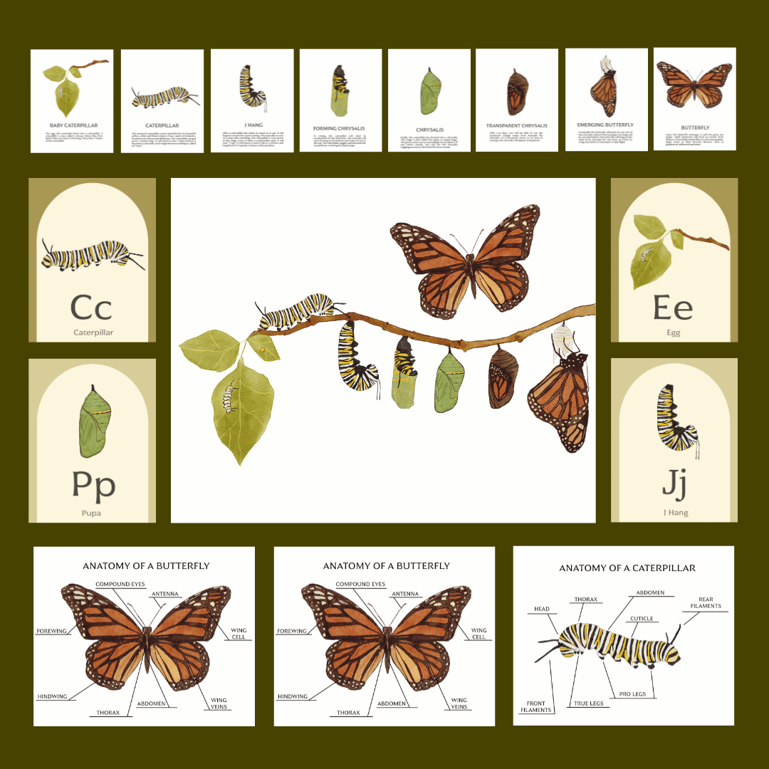 Monarch Butterfly Lifecycle Nature Study – Acorn to Oak