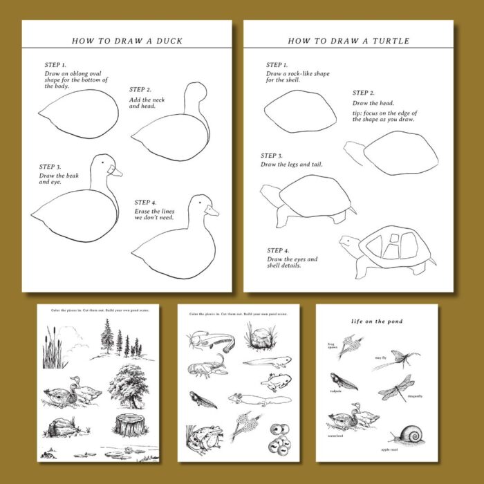 Life on the Pond – Acorn to Oak